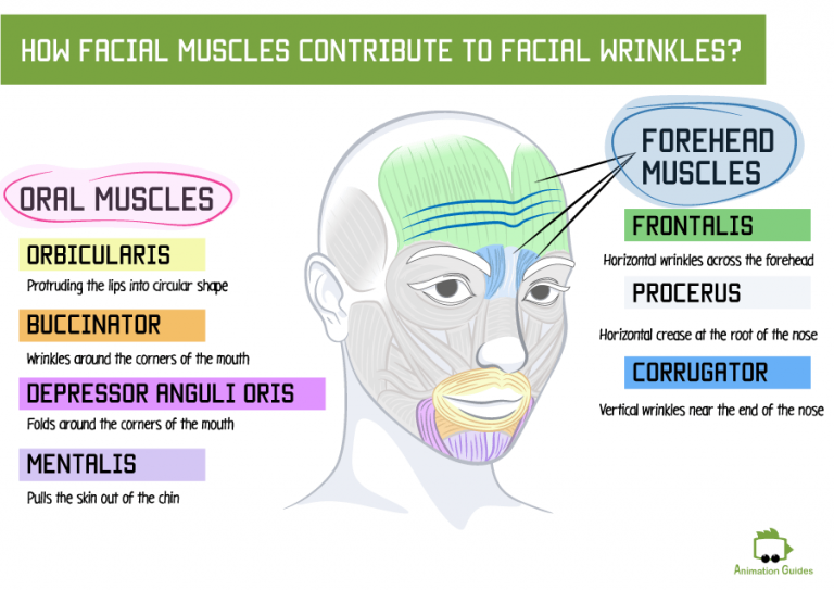How Can You Create Animated Facial Wrinkles Automatically