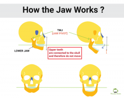 How to Create Mouth Shapes for Lip-Sync in Adobe Illustrator?
